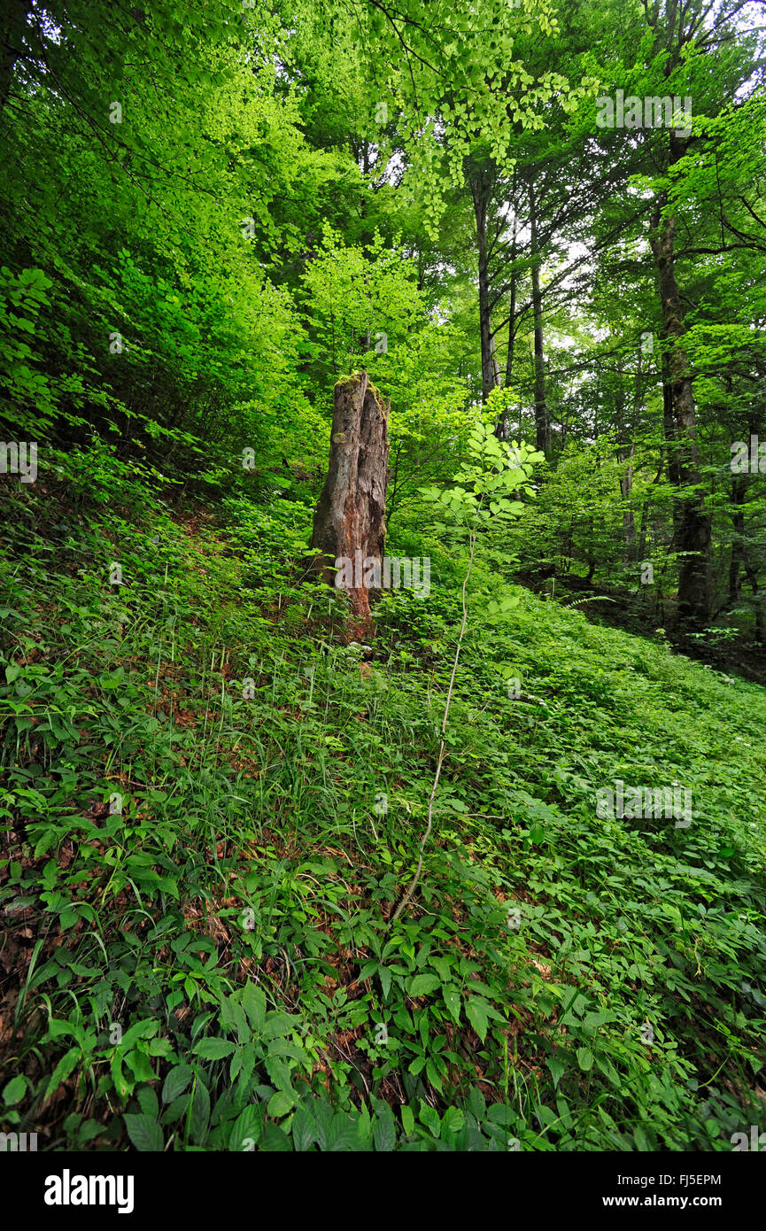 herb layer in a deciduous forest, Germany, Bavaria, Bavarian Forest ...