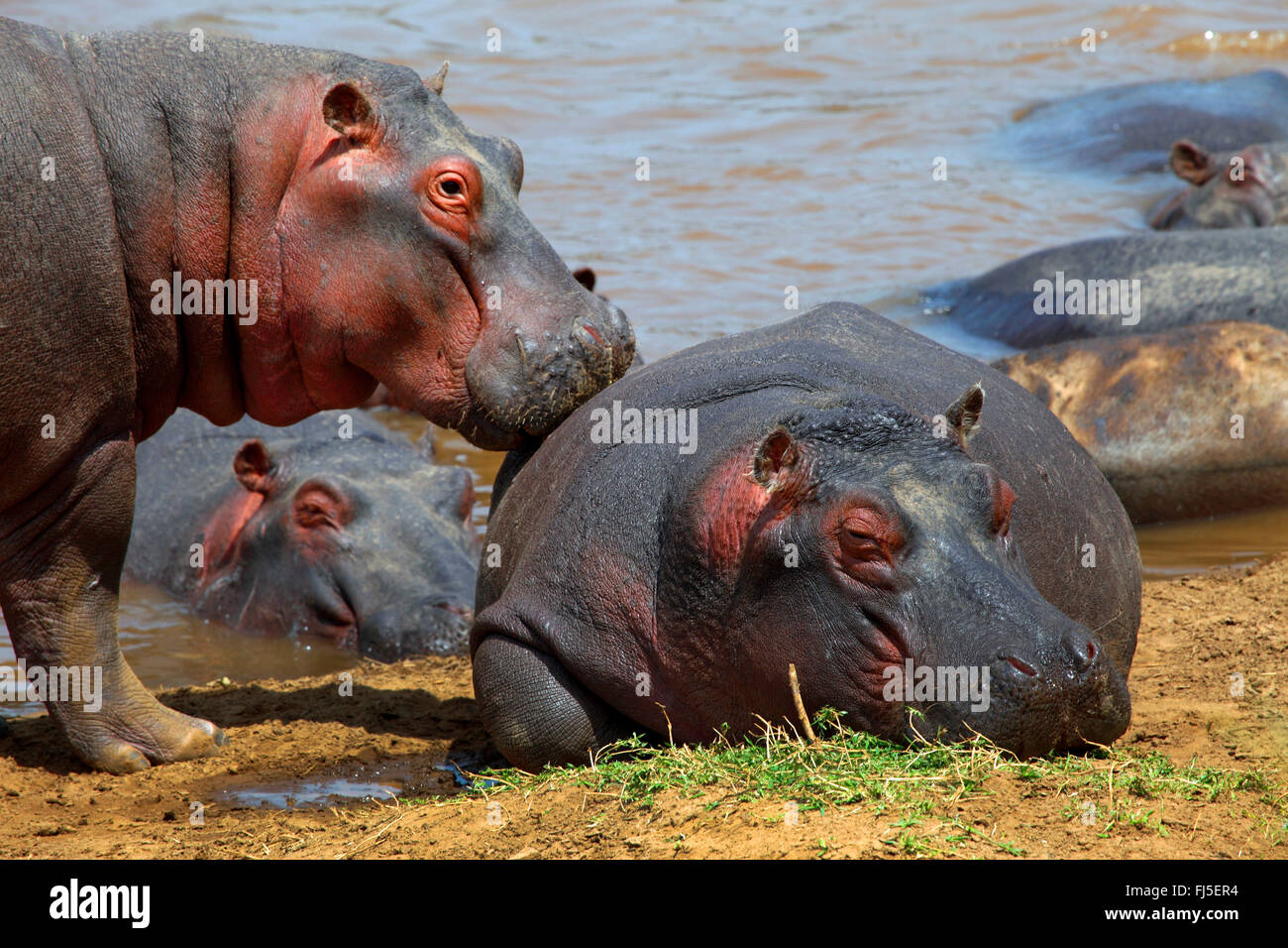 hippopotamus, hippo, Common hippopotamus (Hippopotamus amphibius ...