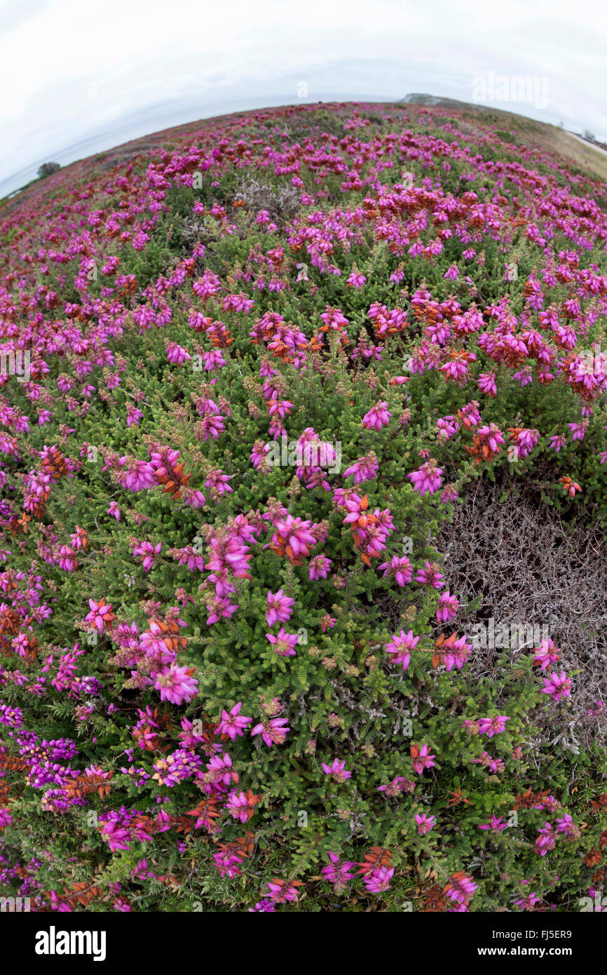 Dorset heath (Erica ciliaris), blooming, France Stock Photo - Alamy