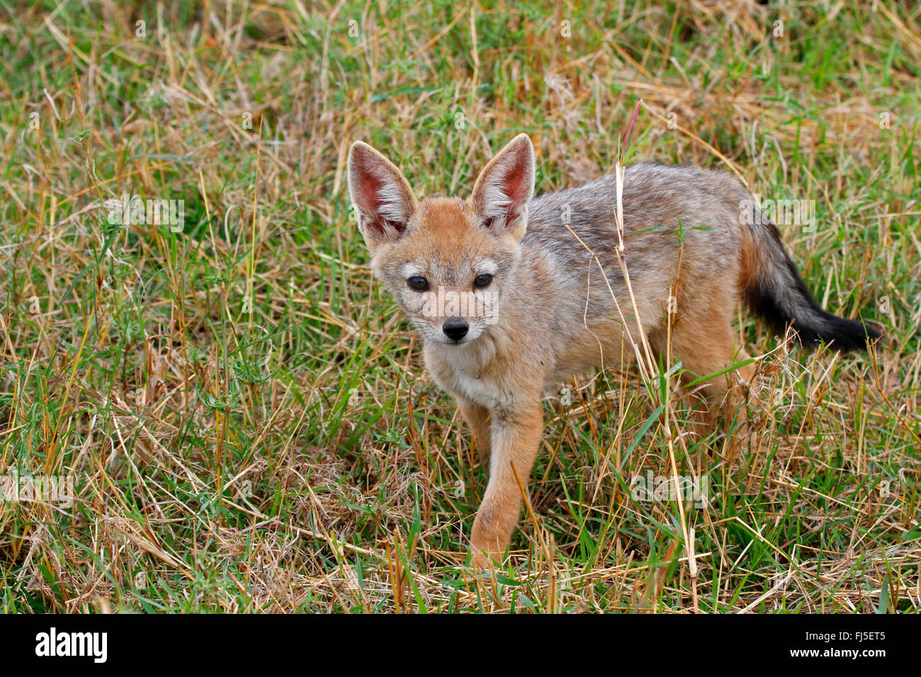 black-backed jackal (Canis mesomelas), cub in savannah, Kenya, Masai ...
