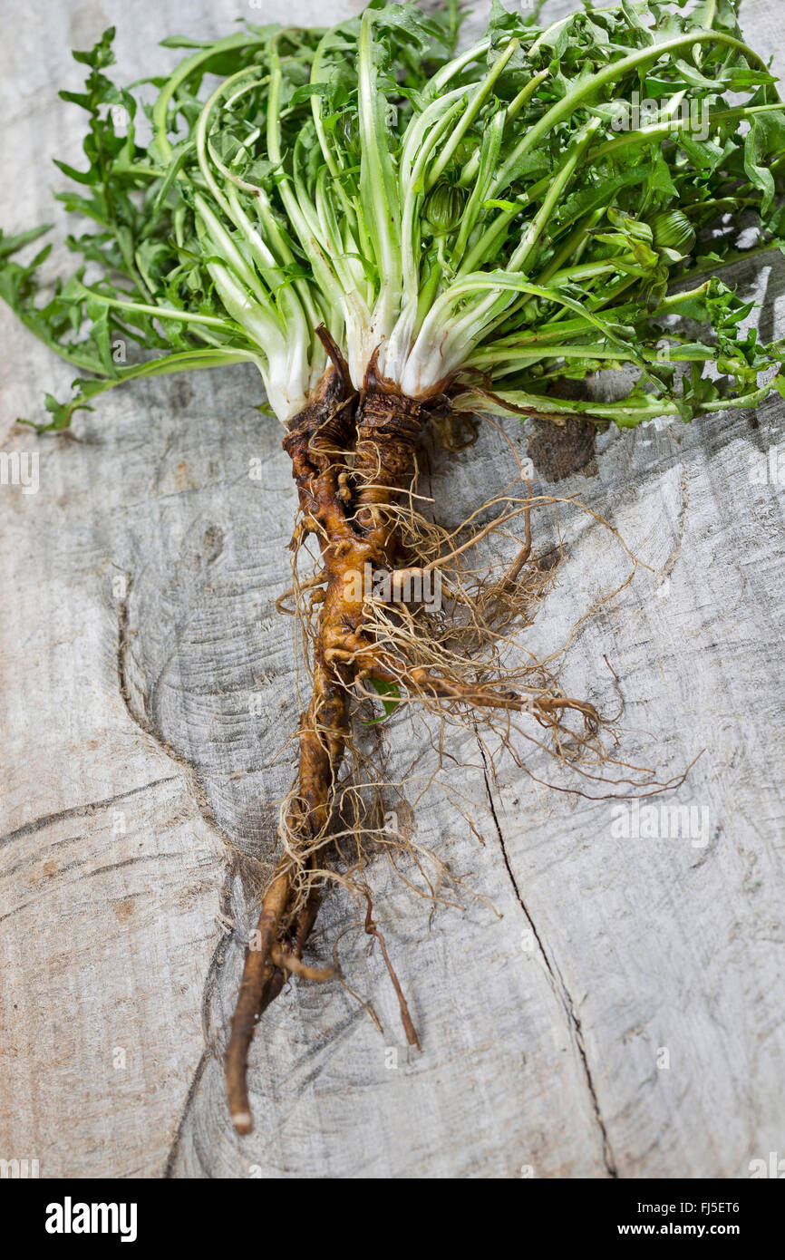 common dandelion (Taraxacum officinale), root, Germany Stock Photo - Alamy