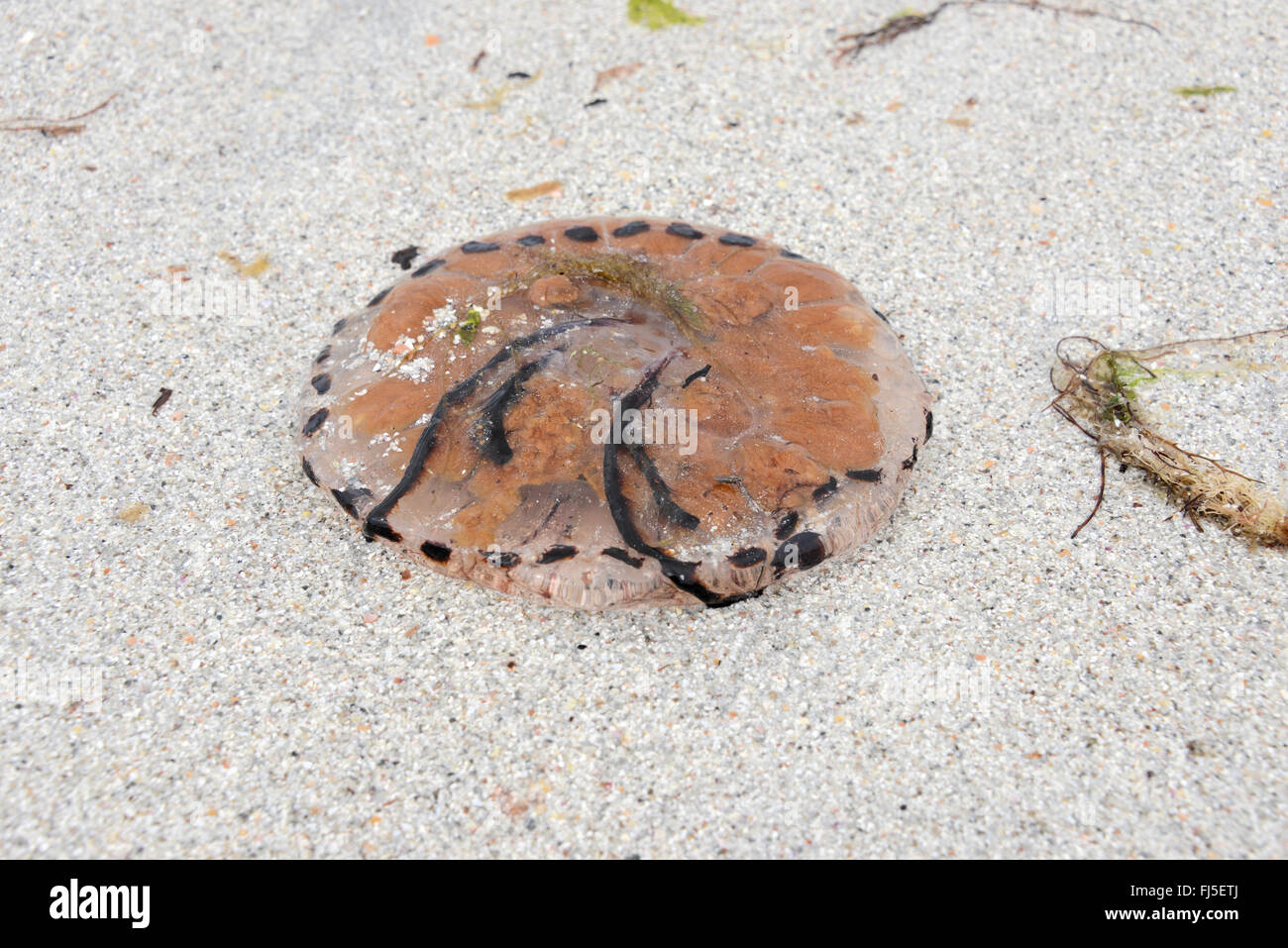 Jelly fish on the beach on the RSPB Balranald reserve, North Uist ...