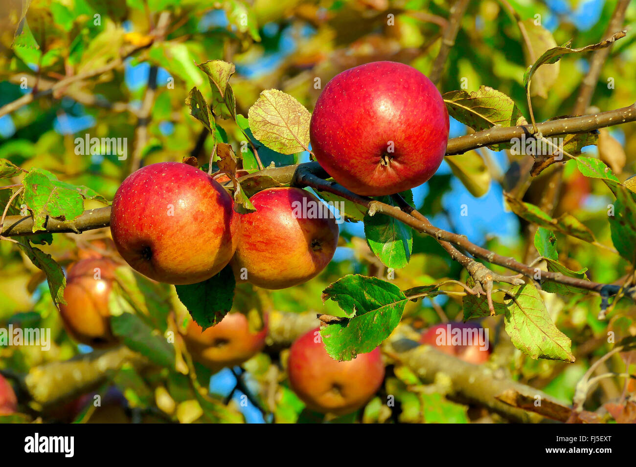 apple tree (Malus domestica), red apples on a tree, Germany, Werderland ...
