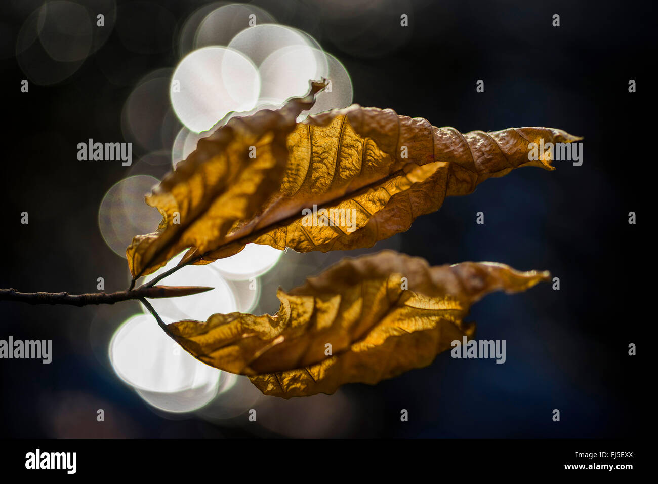 Rolled up on autumn leaves hi-res stock photography and images - Alamy