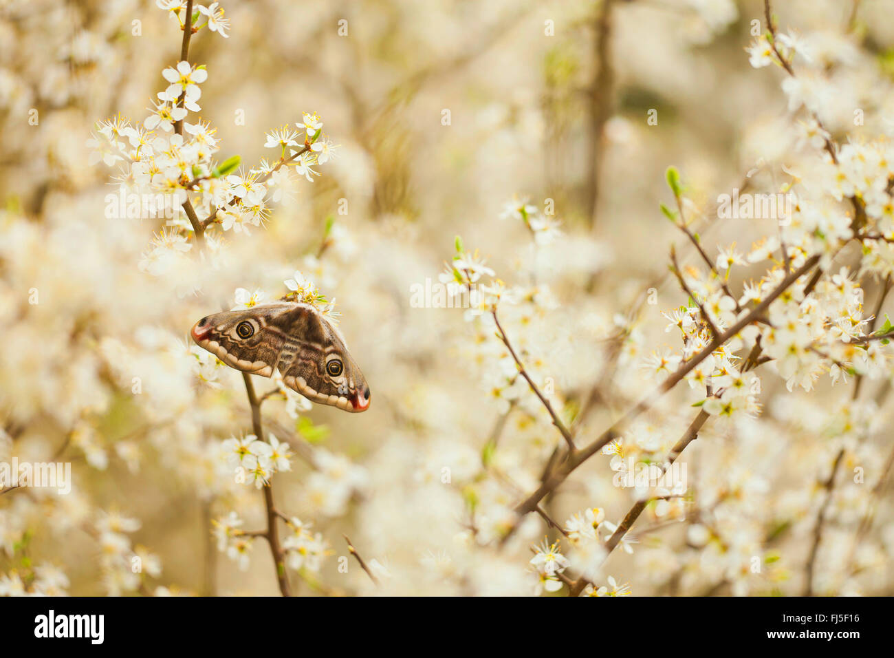 Emperor moth, Small Emperor Moth (Saturnia pavonia, Eudia pavonia ...