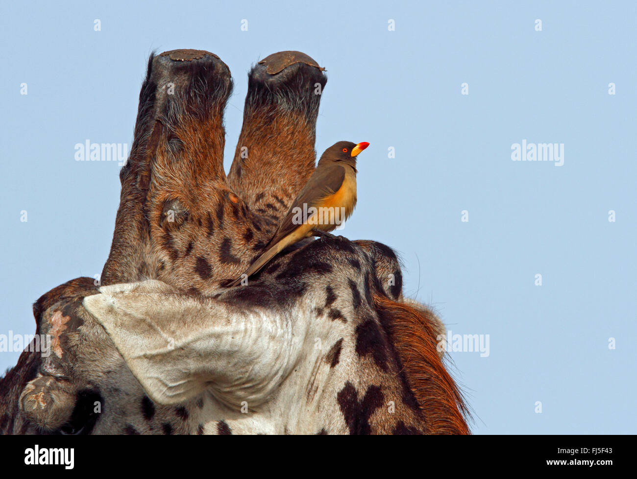 Oxpecker giraffe hi-res stock photography and images - Alamy