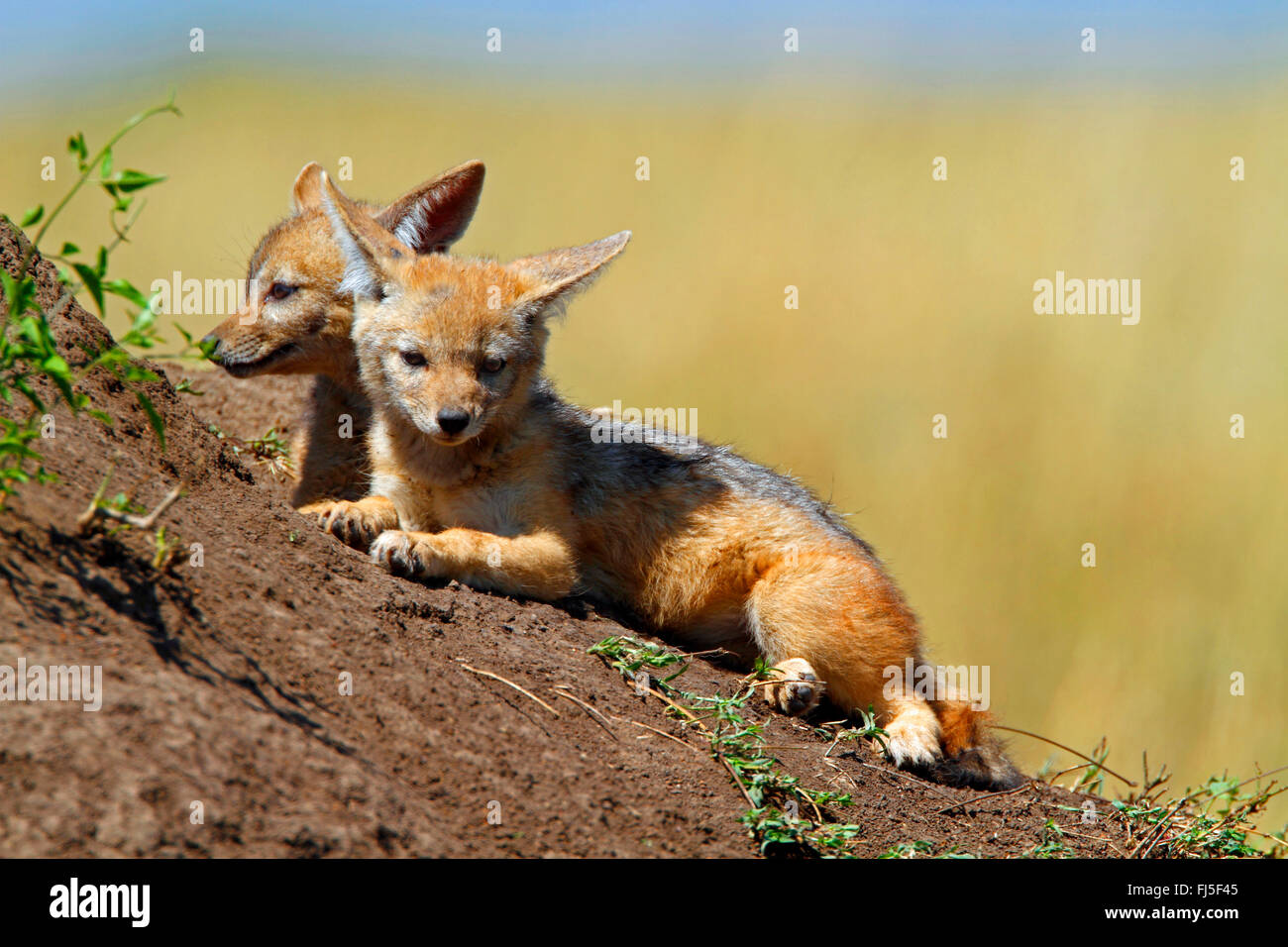 black-backed jackal (Canis mesomelas), two cubs, Kenya, Masai Mara ...