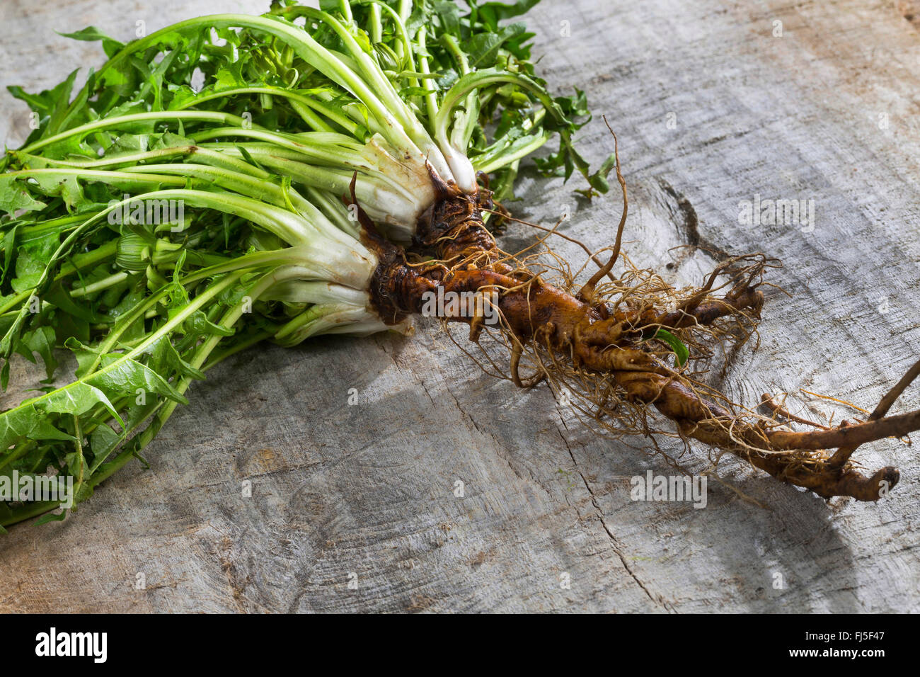 Taraxacum Officinale Root