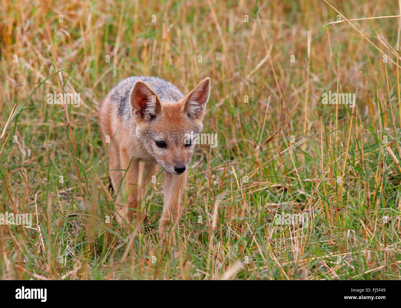 black-backed jackal (Canis mesomelas), cub in savannah, Kenya, Masai ...