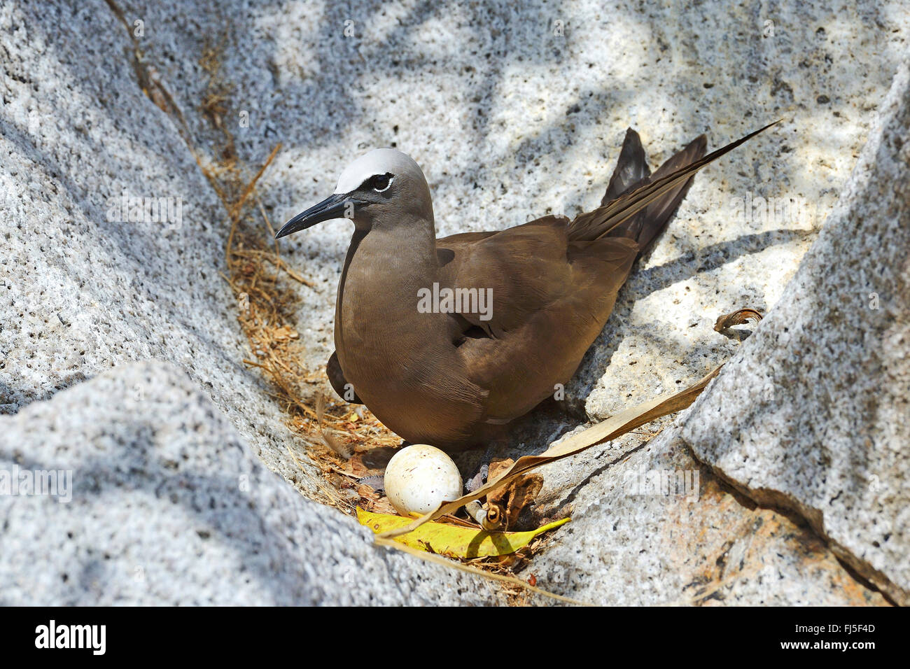 Common noddy, Brown Noddy (Anous stolidus), breeding in a rock crevice ...