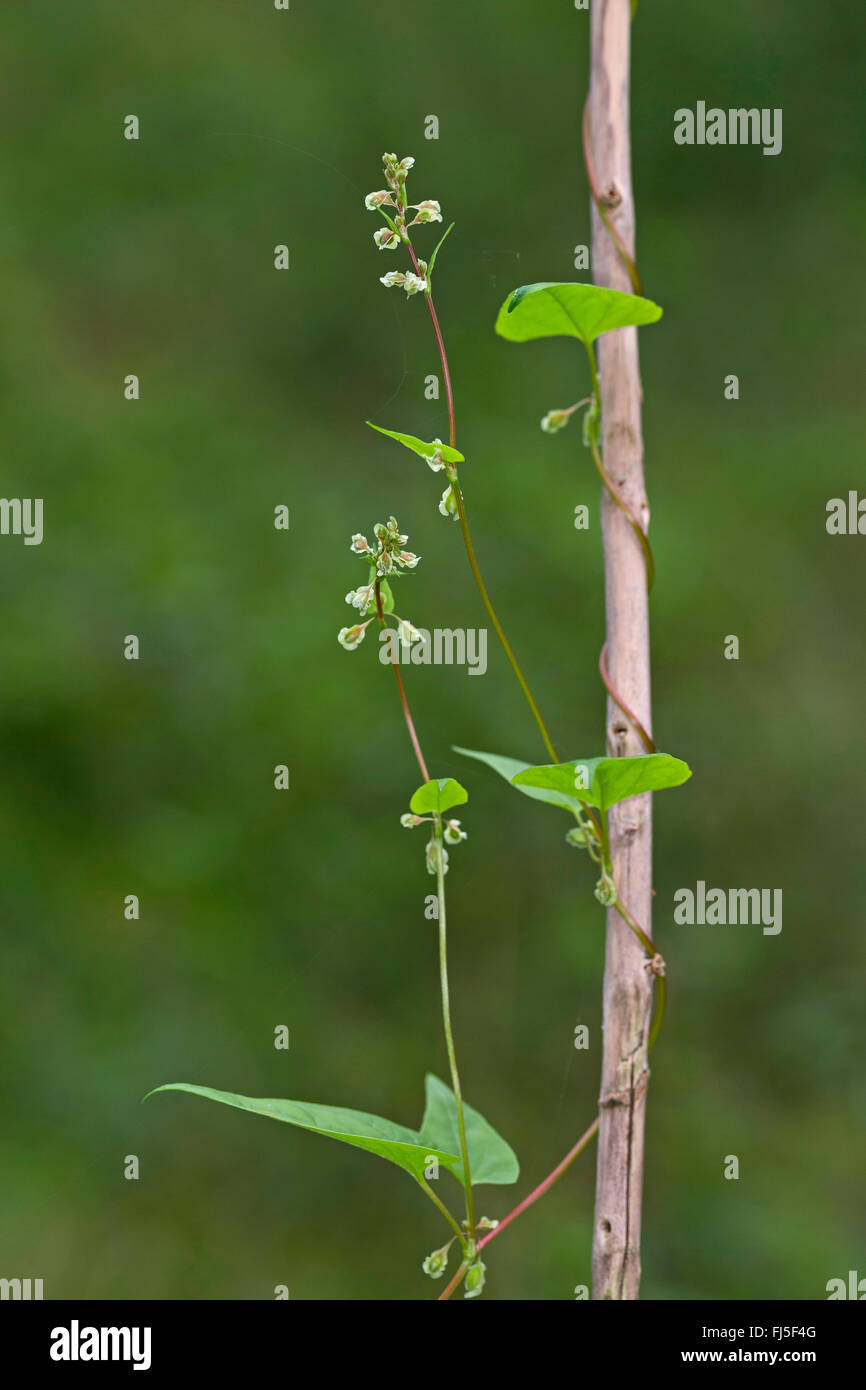 copse-bindweed, copse bindweed (Fallopia dumetorum, Polygonum dumetorum ...