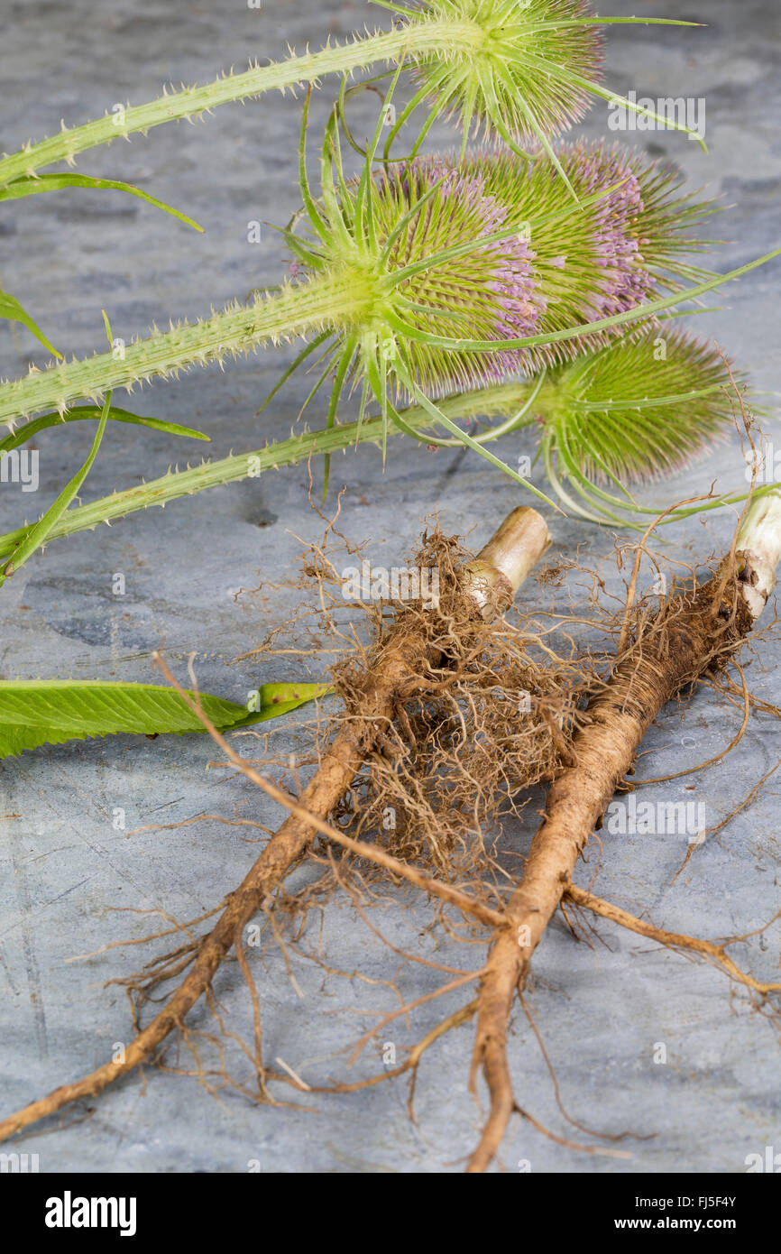Thistle root hi-res stock photography and images - Alamy