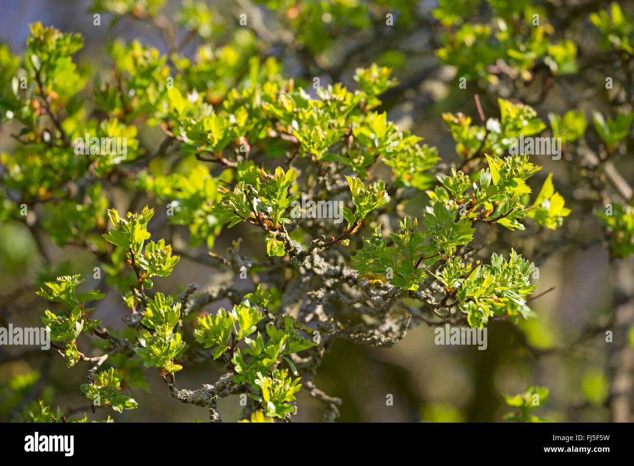 Common hawthorn leaf hi-res stock photography and images - Alamy