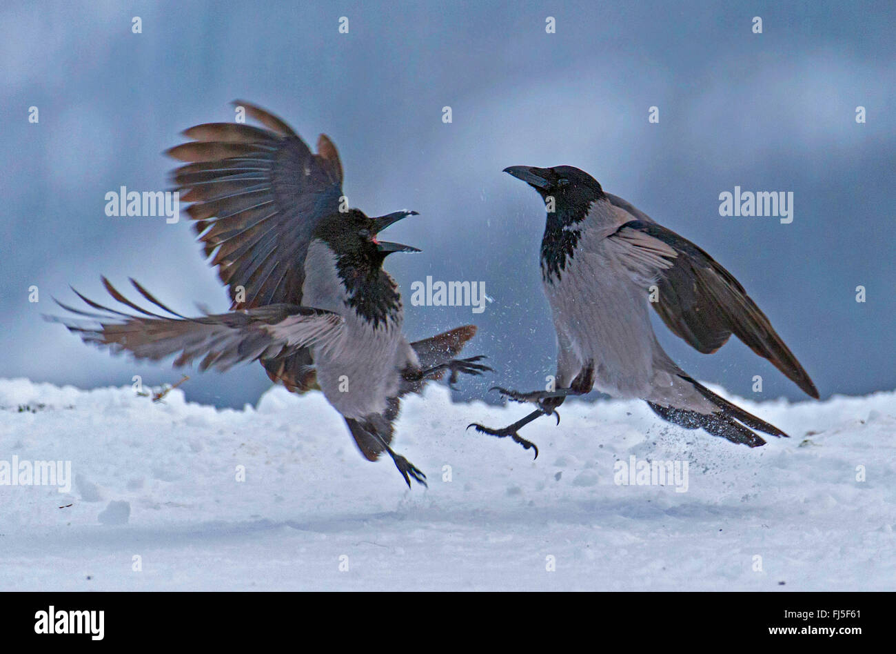 Hooded crow (Corvus corone cornix, Corvus cornix), two hooded crows ...