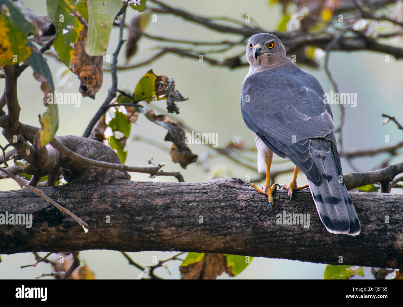 shikra (Accipiter badius), female sitting on a branch and looking back ...