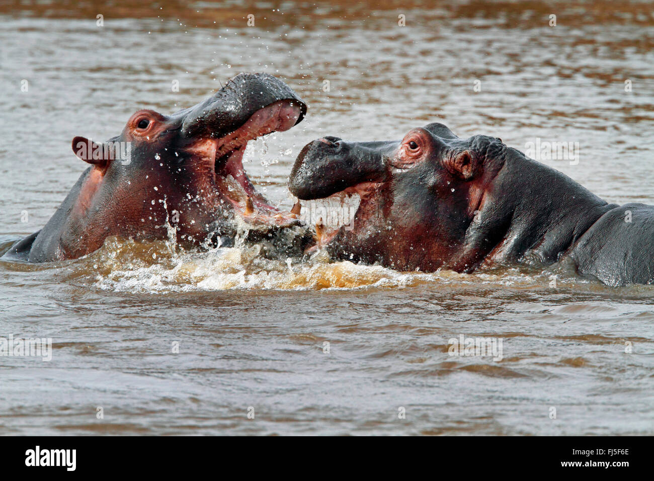 hippopotamus, hippo, Common hippopotamus (Hippopotamus amphibius), two ...