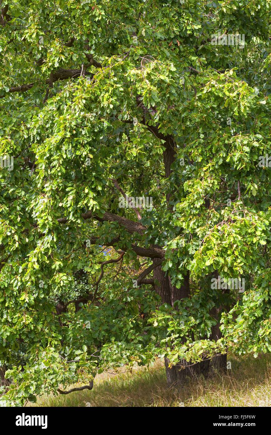 Sessile oak (Quercus petraea), single tree on a meadow, Germany Stock ...