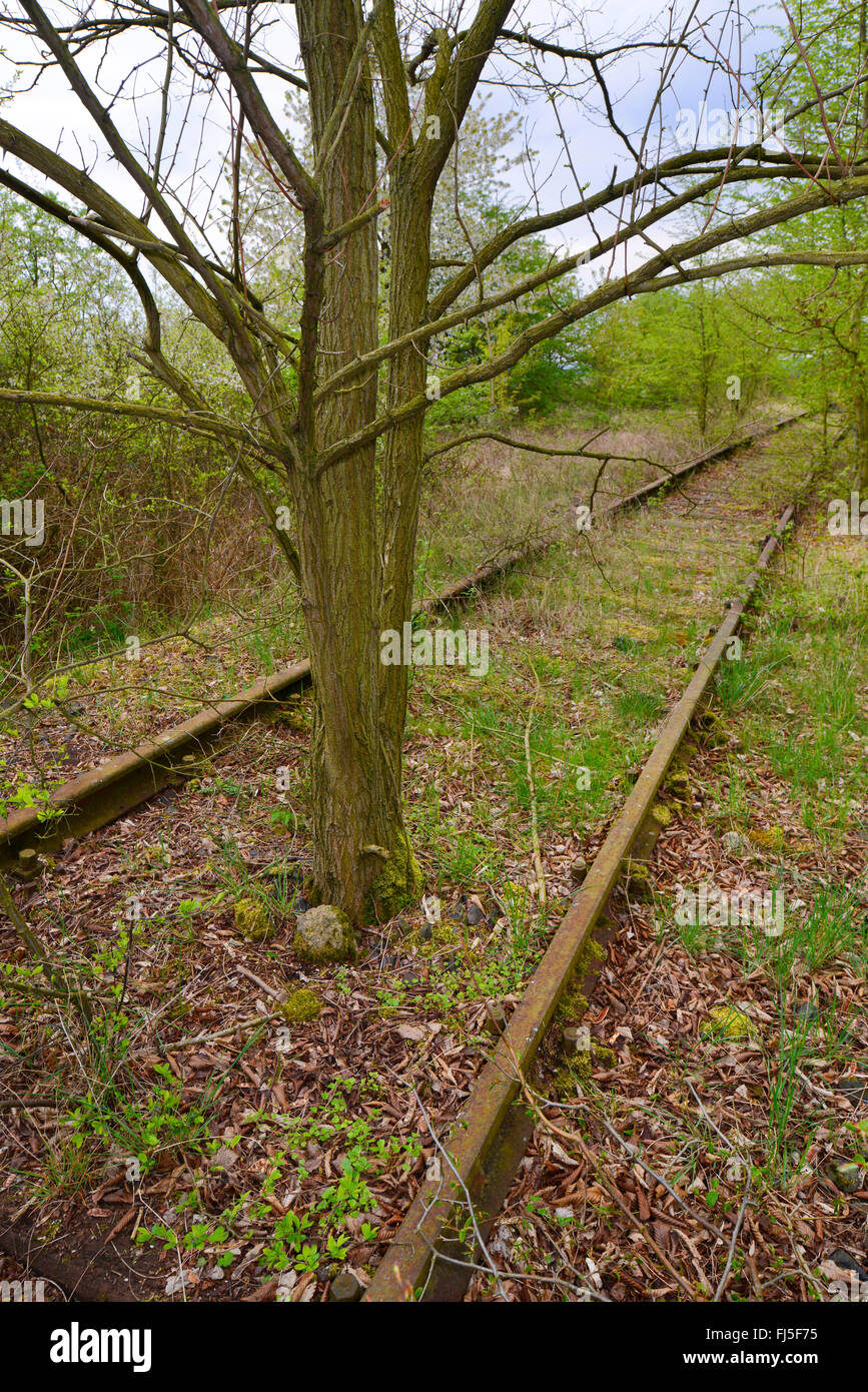 What grows on trees hi-res stock photography and images - Alamy