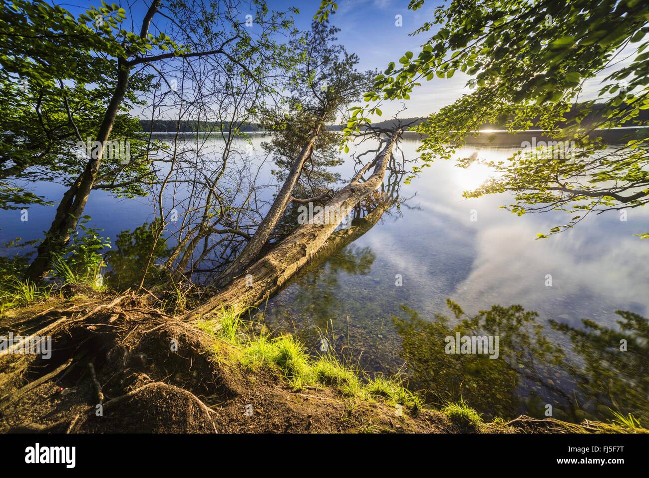 Dead trunks hi-res stock photography and images - Alamy