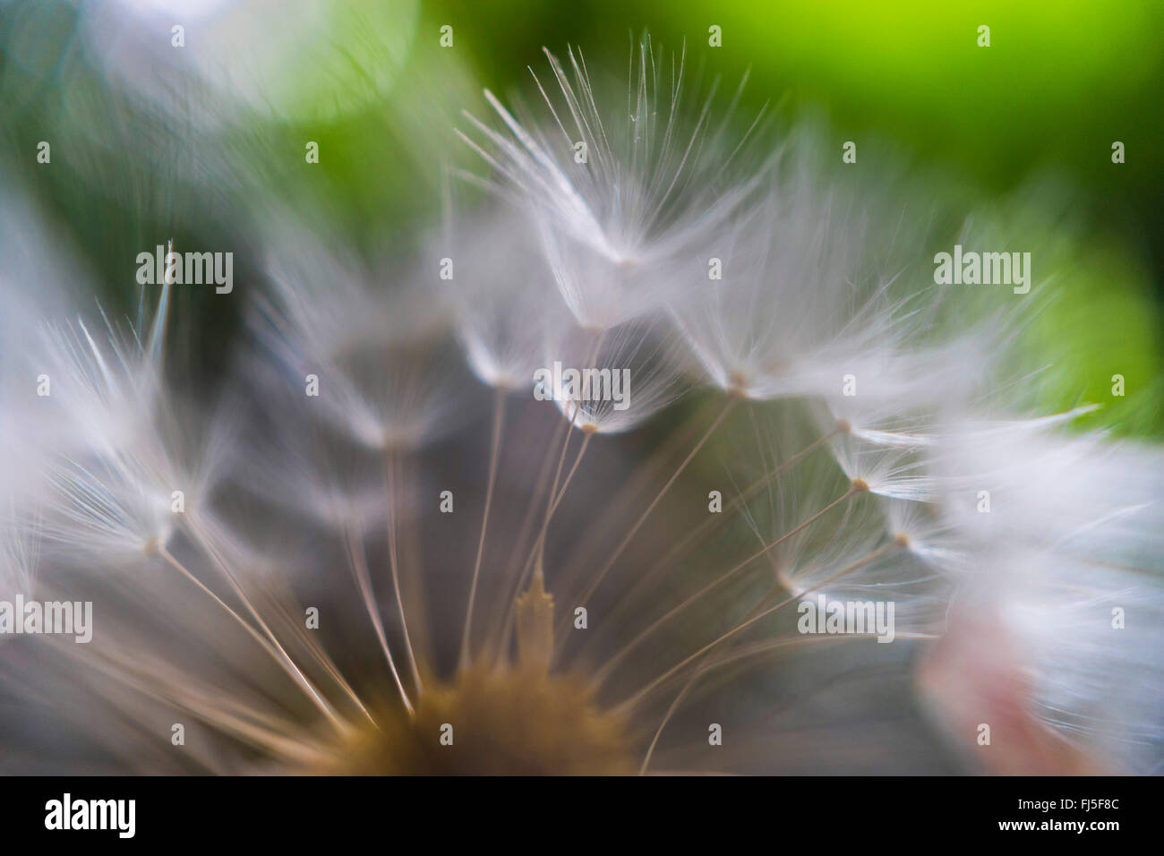 common dandelion (Taraxacum officinale), fruit, Germany, Saxony Stock ...