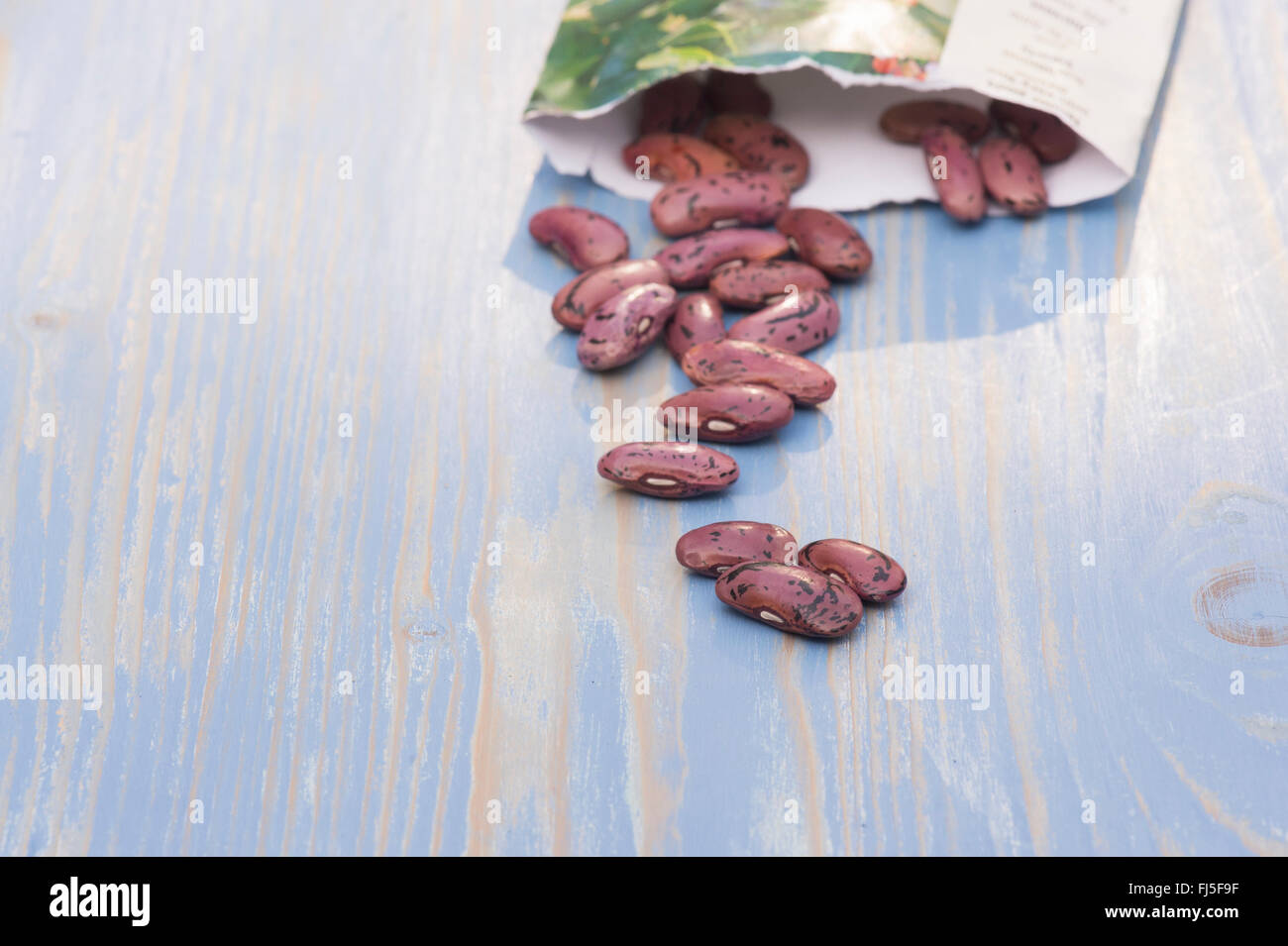 Phaseolus coccineus. Runner bean seeds Stock Photo - Alamy