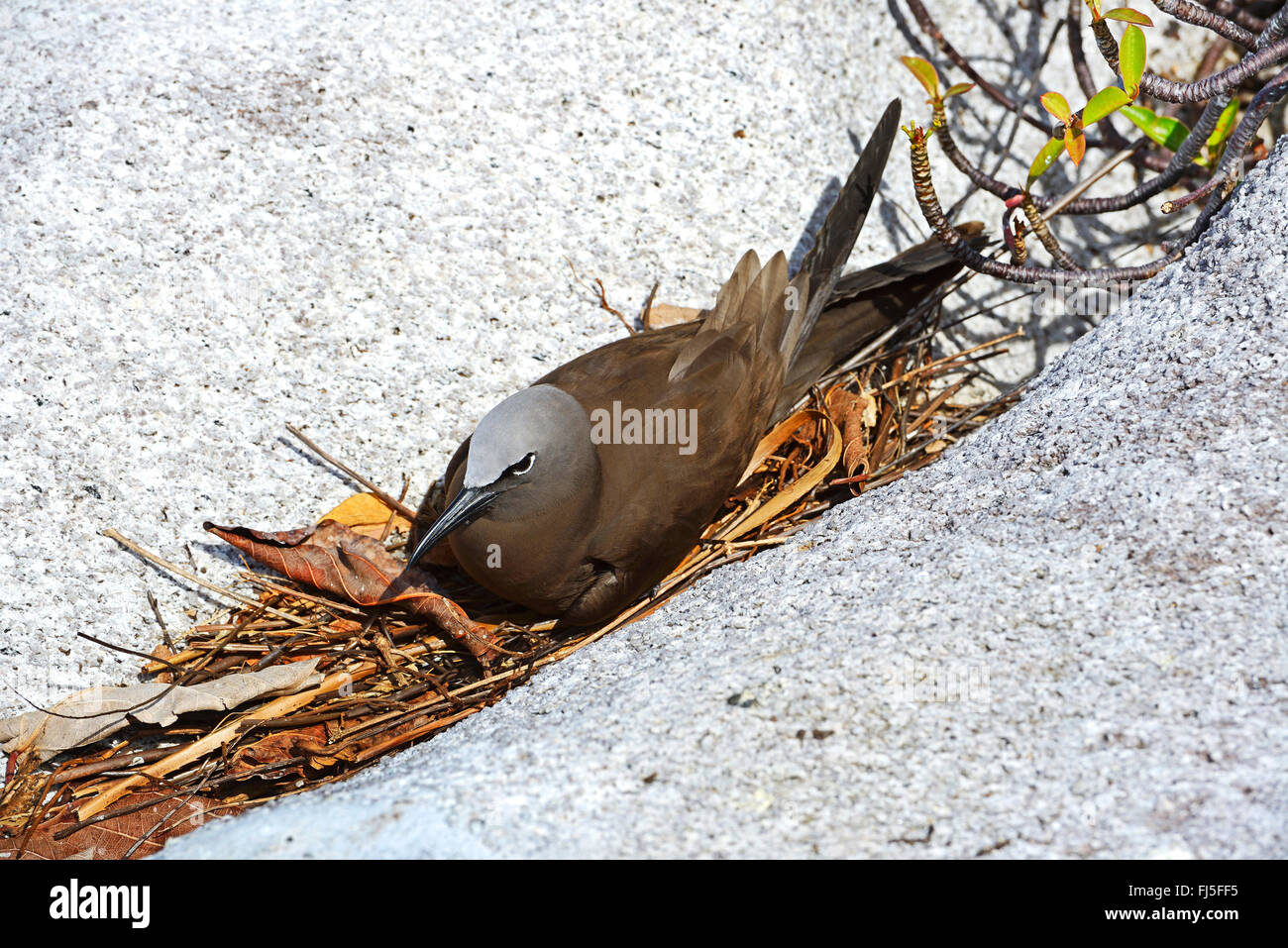 Common noddy, Brown Noddy (Anous stolidus), breeding in a rock crevice ...