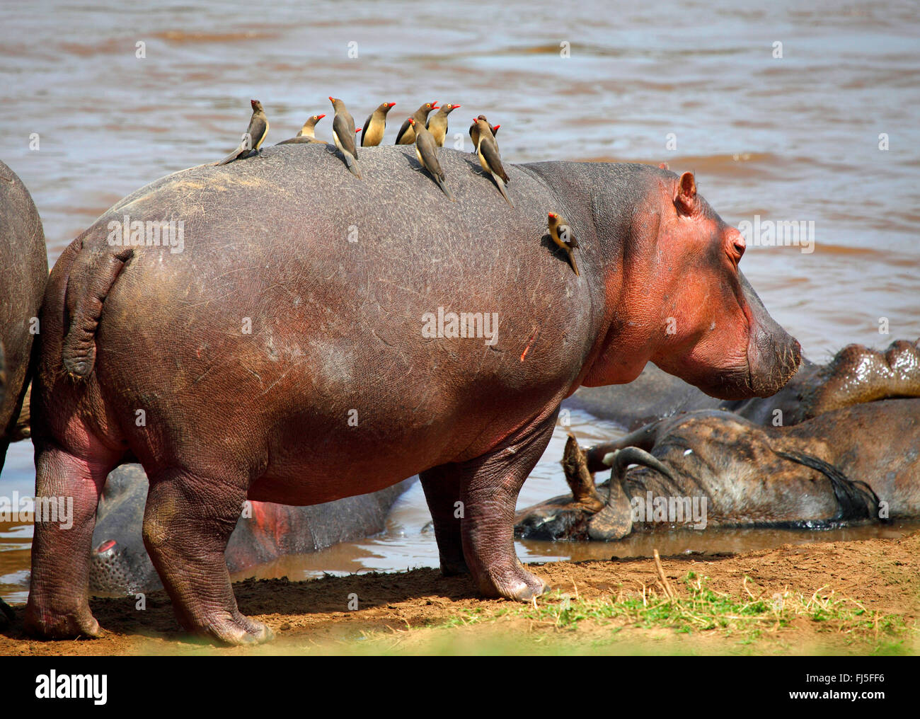 hippopotamus, hippo, Common hippopotamus (Hippopotamus amphibius), with ...