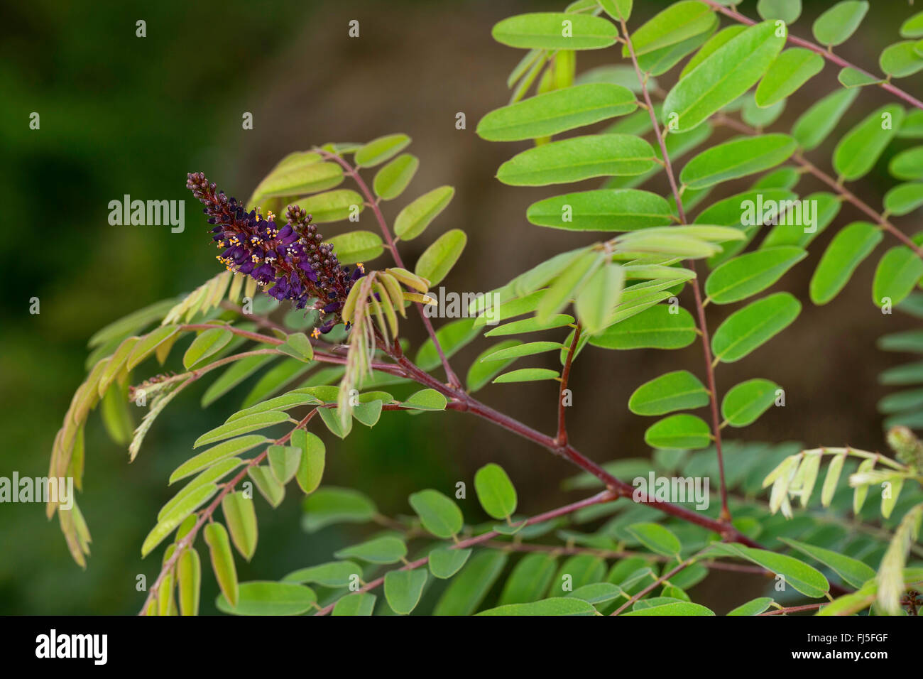 false indigo-bush, desert false indigo (Amorpha fruticosa, Amorpha ...