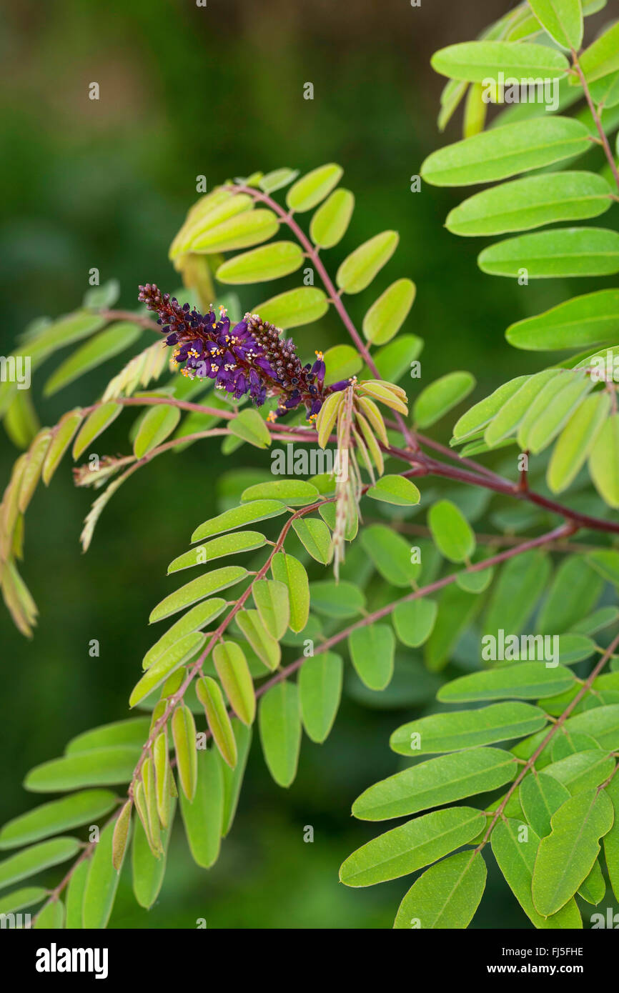 false indigo-bush, desert false indigo (Amorpha fruticosa, Amorpha ...