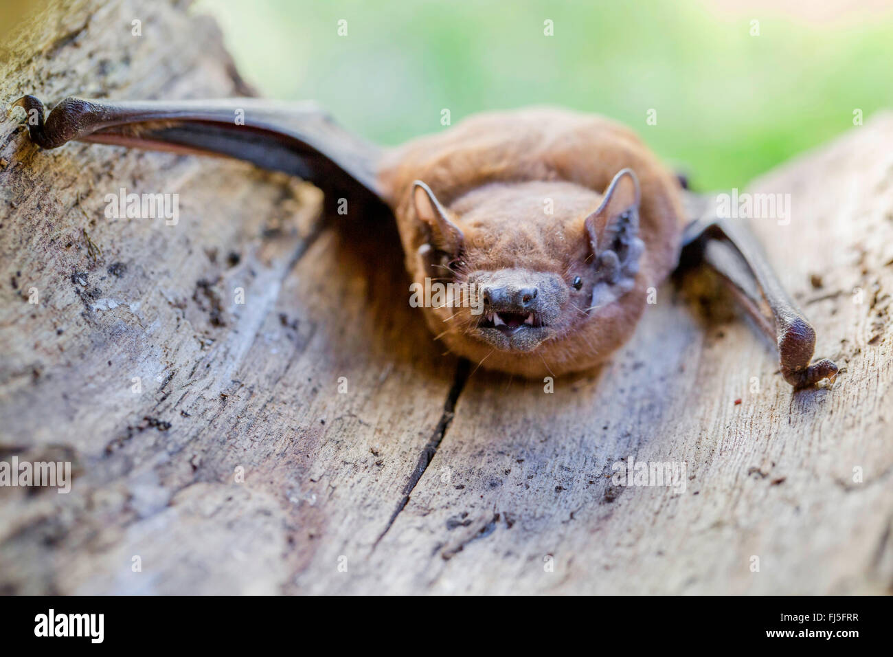 noctule (Nyctalus noctula), climbing into a snag, front view, Germany ...