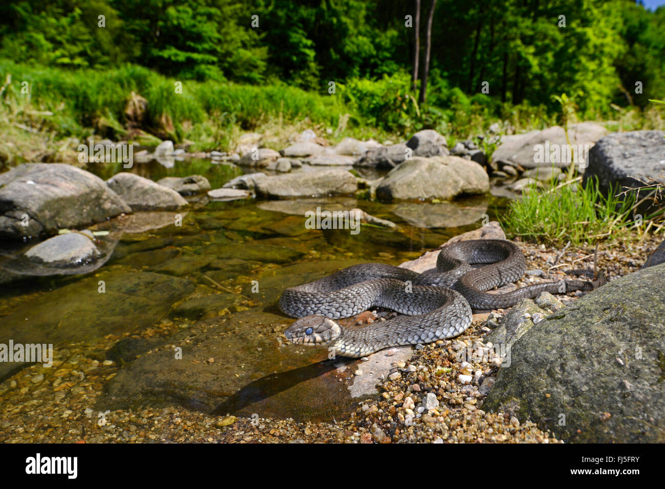 grass snake (Natrix natrix), winding at the riverside of the Erlau ...