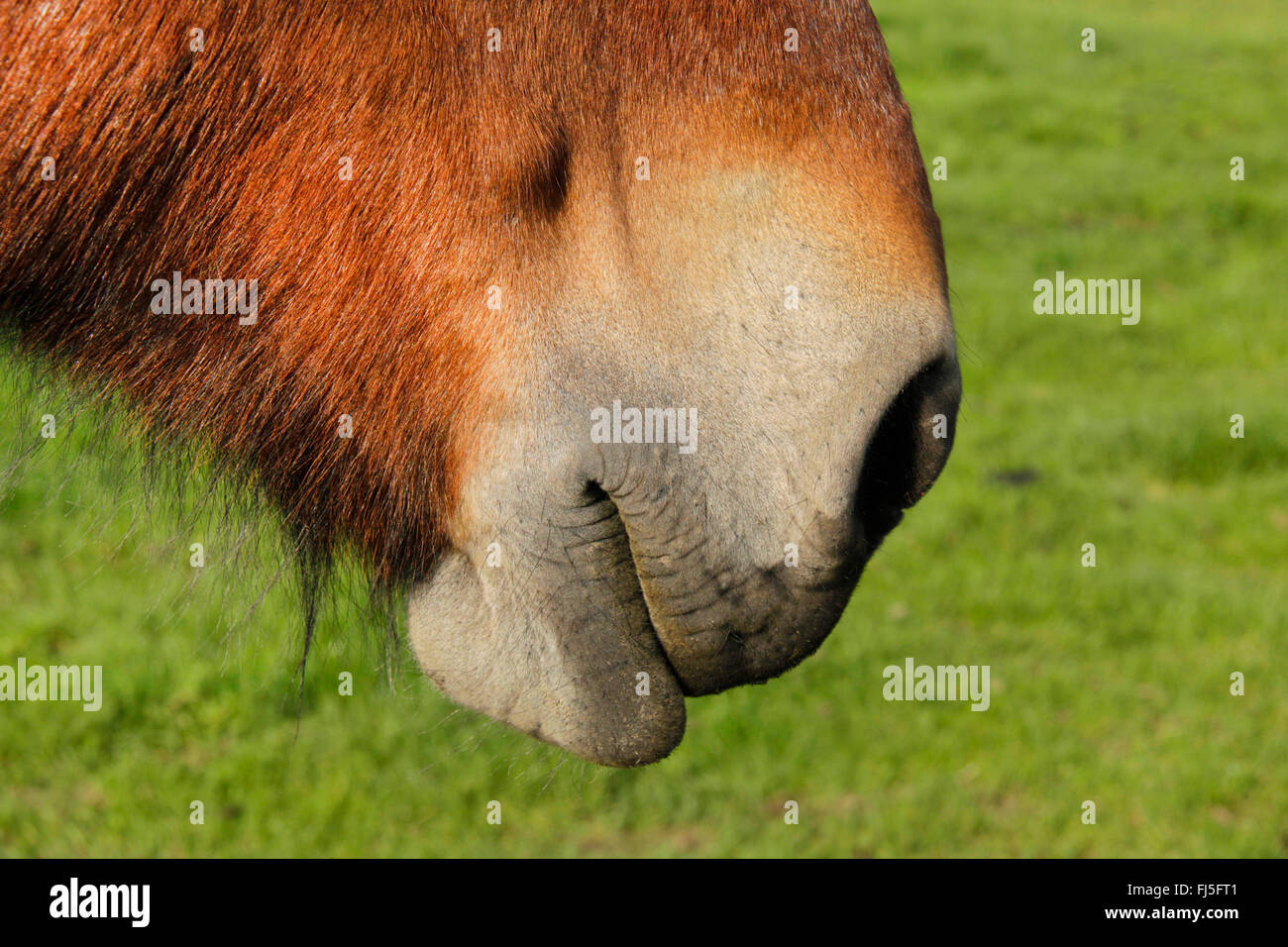 Ardenner horse (Equus przewalskii f. caballus), nostrils and mouth ...