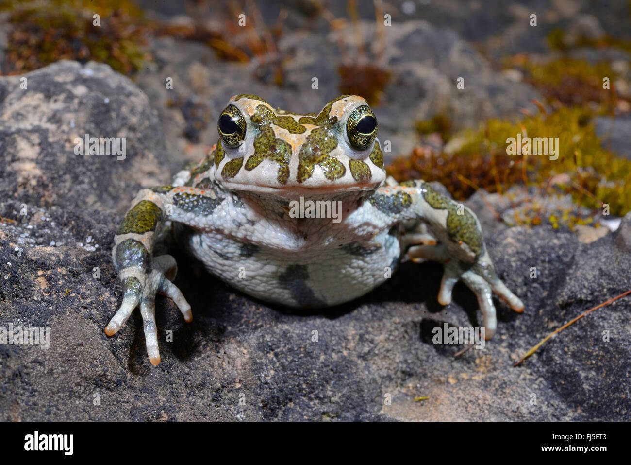 Green toad, Variegated toad (Bufo viridis), sitting on a stone, front ...