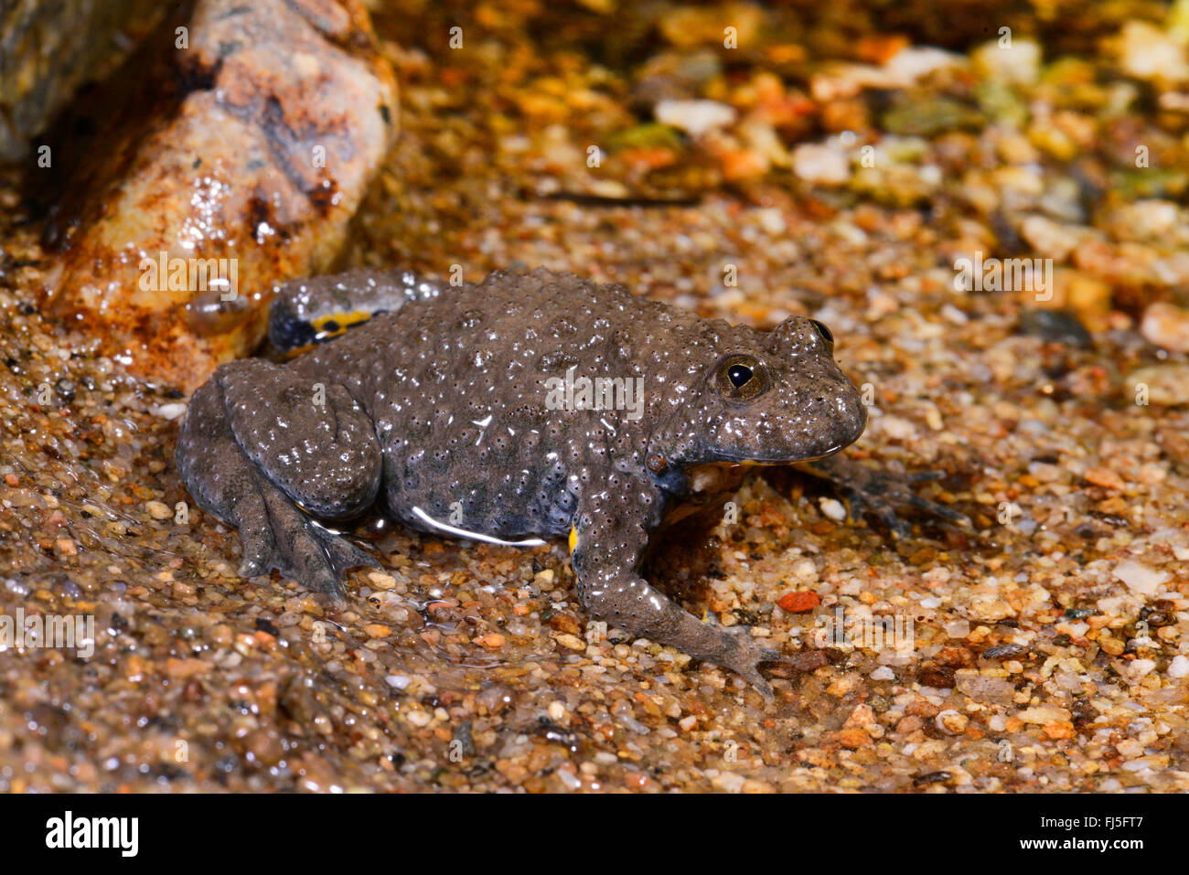 yellow-bellied toad, yellowbelly toad, variegated fire-toad (Bombina ...