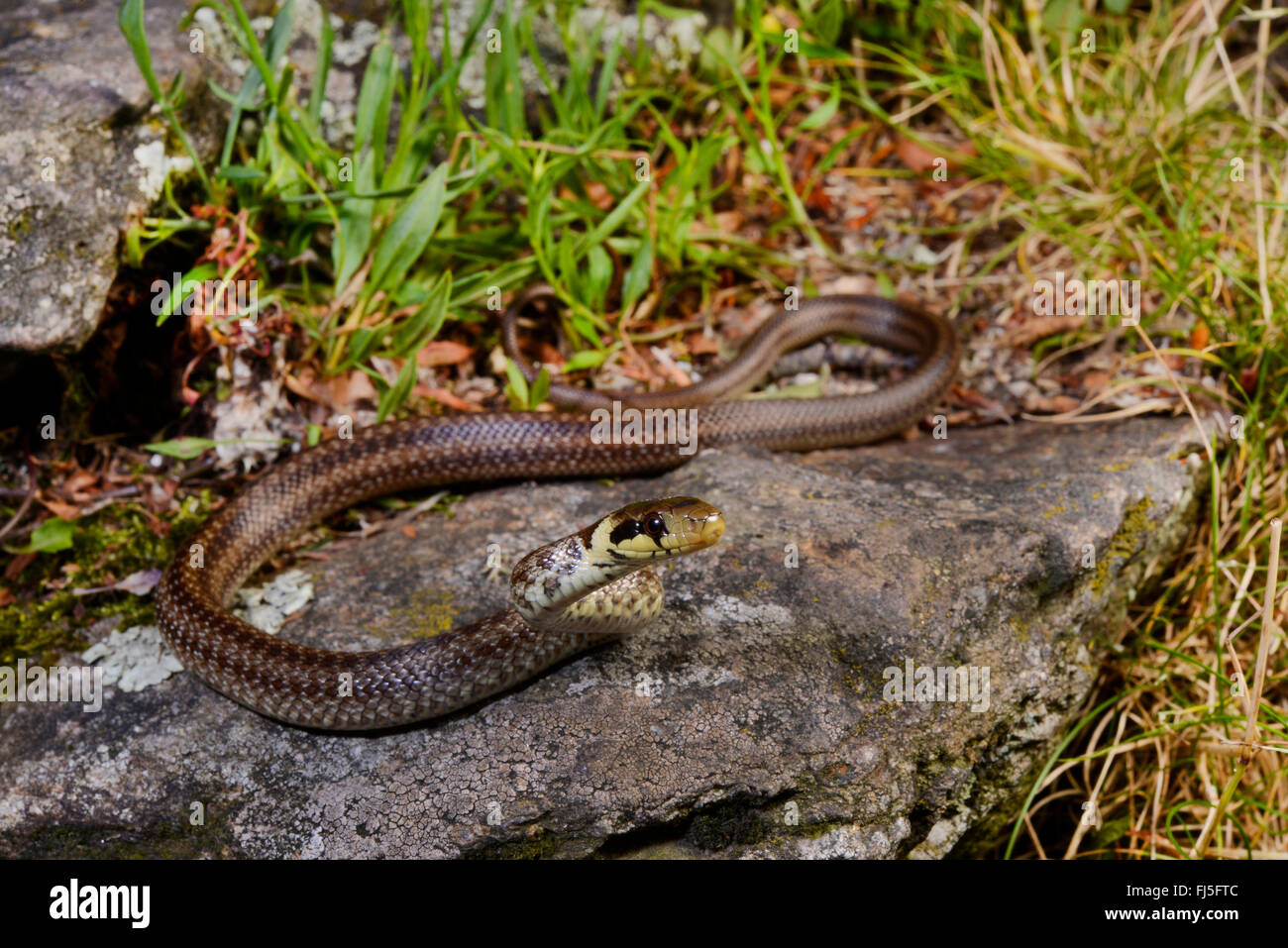 Aesculapian snake (Elaphe longissima, Zamenis longissimus), young ...