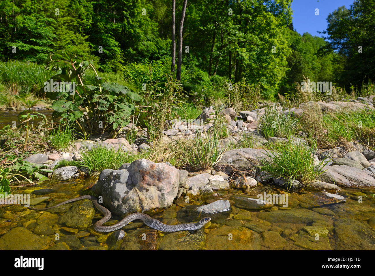 grass snake (Natrix natrix), crossing a river, swimming in shallow ...