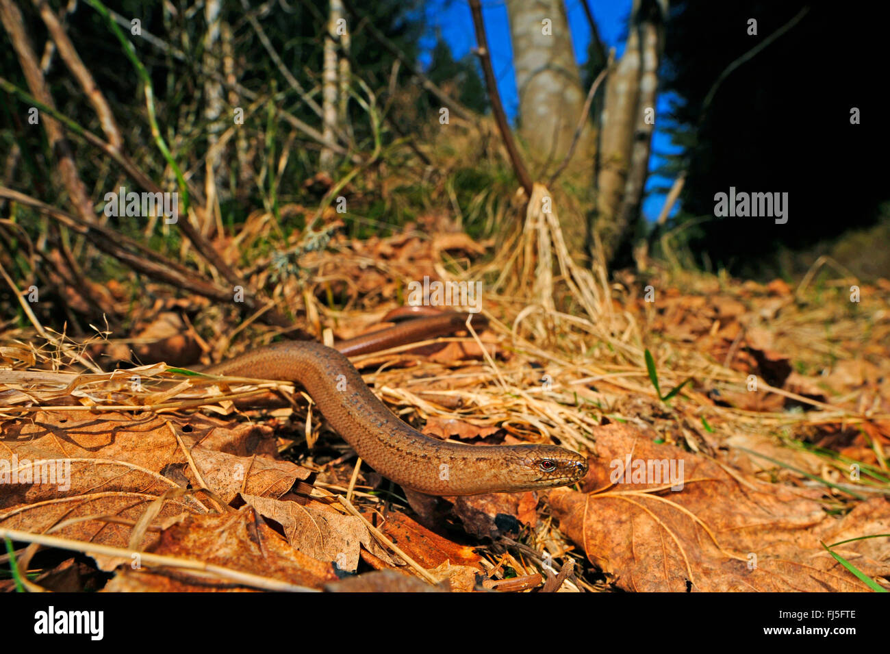 European slow worm, blindworm, slow worm (Anguis fragilis), male slow ...