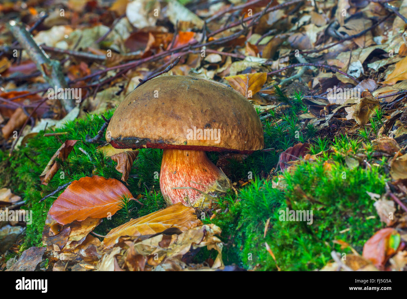 Dotted stem bolete, Dotted-stem bolete, Scarletina bolete (Boletus ...