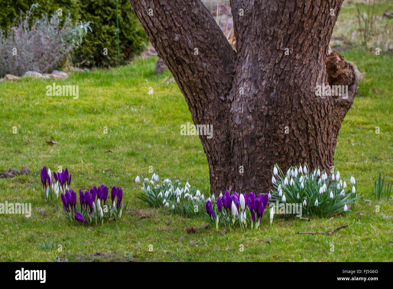 Dutch crocus, spring crocus (Crocus vernus, Crocus neapolitanus), with ...