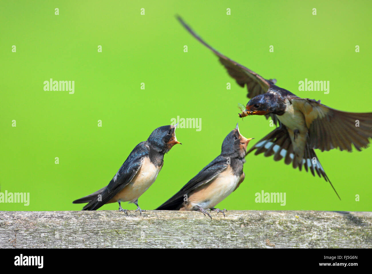 Juvenile birds hi-res stock photography and images - Alamy