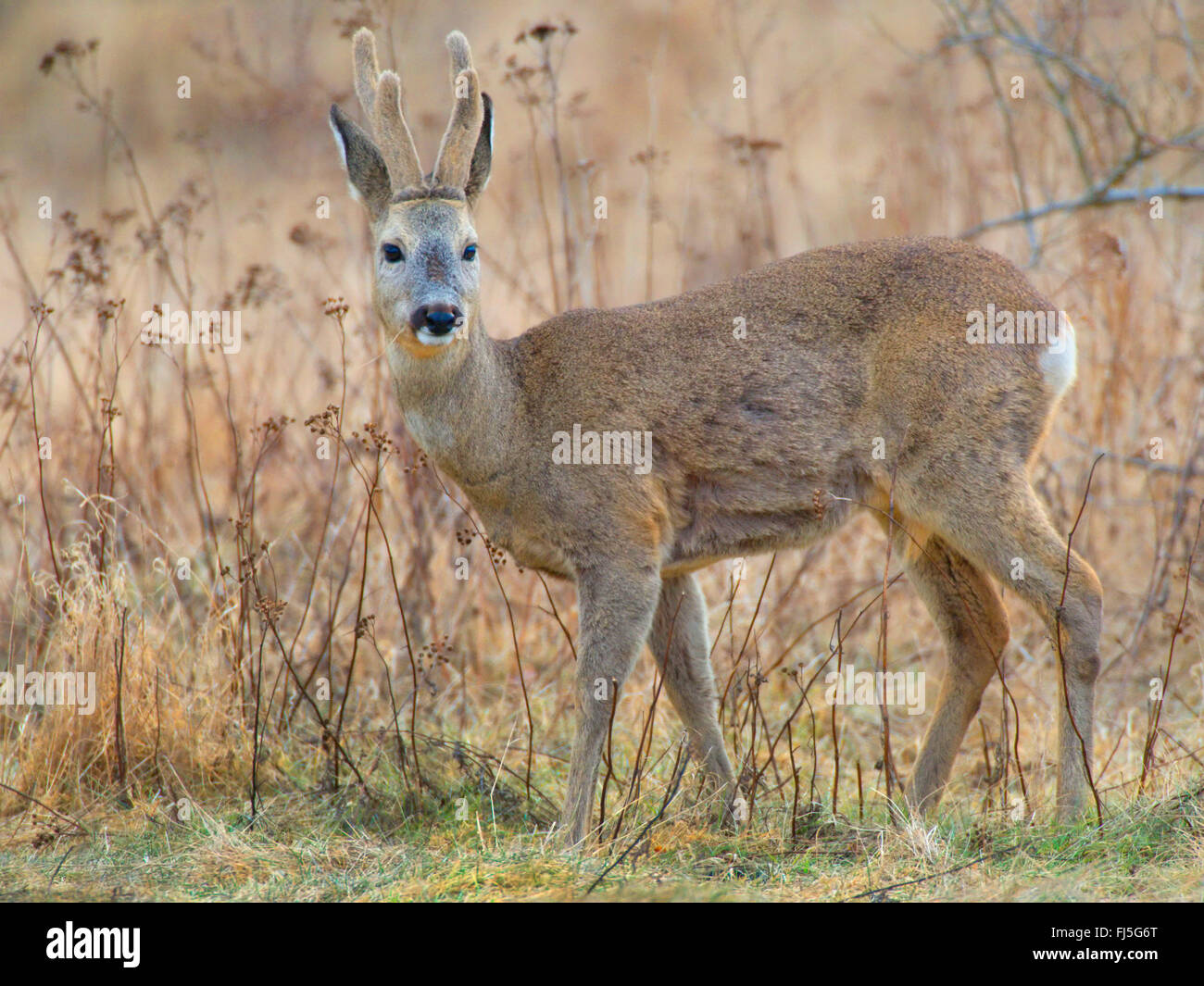 roe deer (Capreolus capreolus), buck in winter, Germany, Brandenburg ...