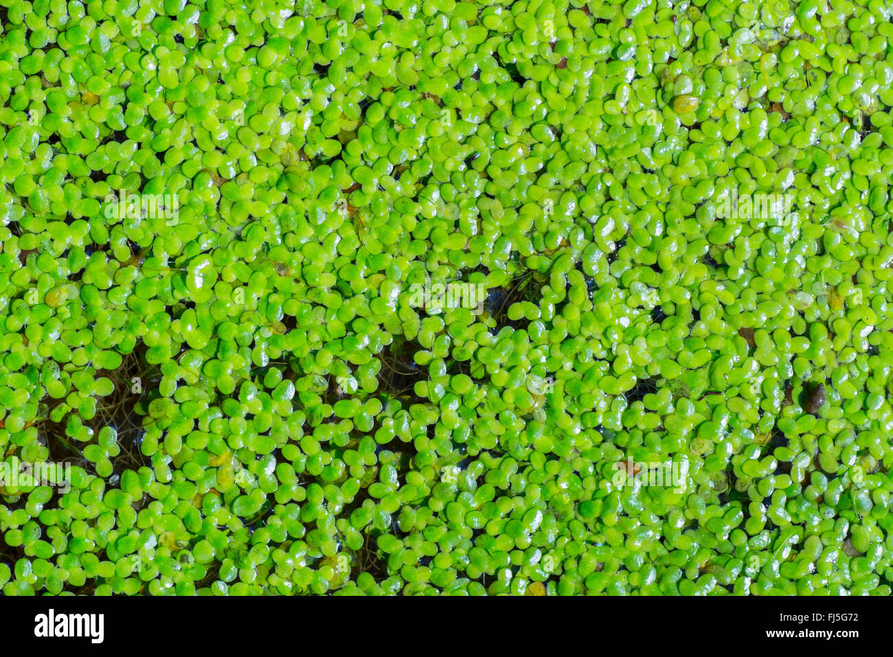 common duckweed, lesser duckweed (Lemna minor), Germany, Bavaria ...
