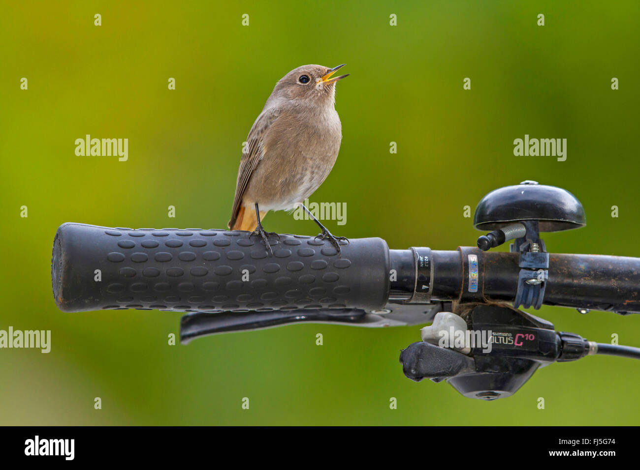 common redstart (Phoenicurus phoenicurus), young female on a bicycle ...