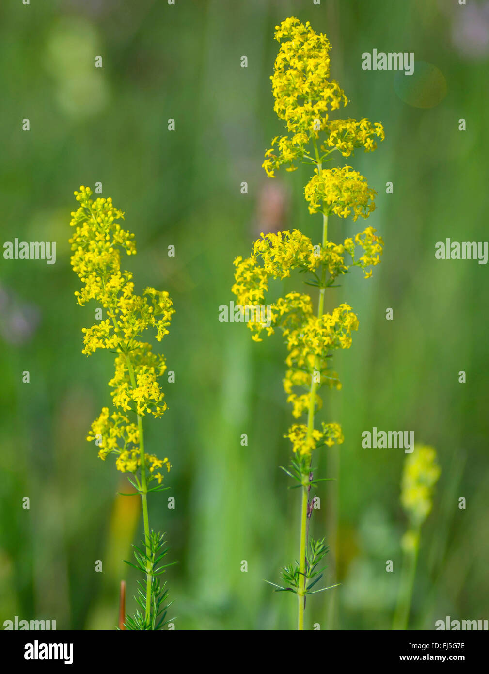 Lady's bedstraw, Yellow bedstraw, Yellow spring bedstraw (Galium verum ...