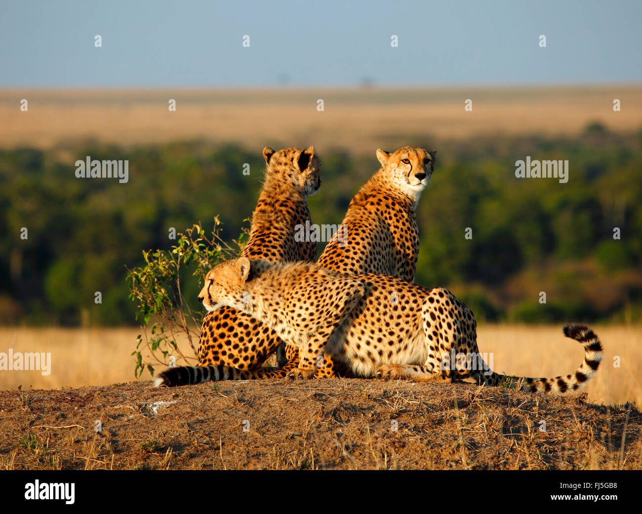 cheetah (Acinonyx jubatus), three cheetahs in evening light, Kenya ...