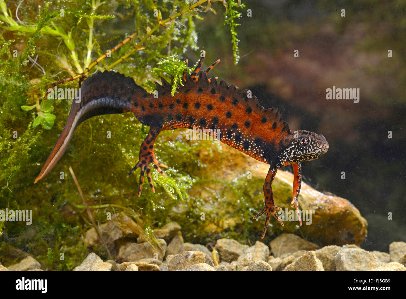 Danube crested newt, Danube newt (Triturus dobrogicus), male, Romania ...