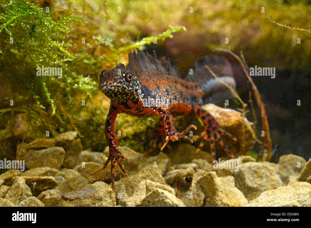 Danube crested newt, Danube newt (Triturus dobrogicus), male, Romania ...