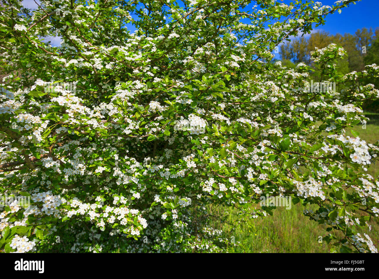 common hawthorn, singleseed hawthorn, English hawthorn (Crataegus ...