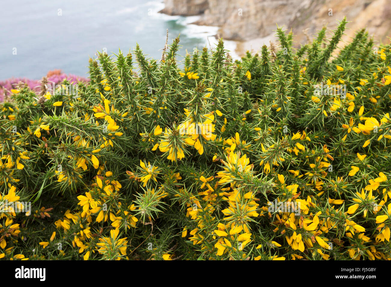 Western Gorse, Dwarf Furze (Ulex gallii), at the Atlantic coast, France ...