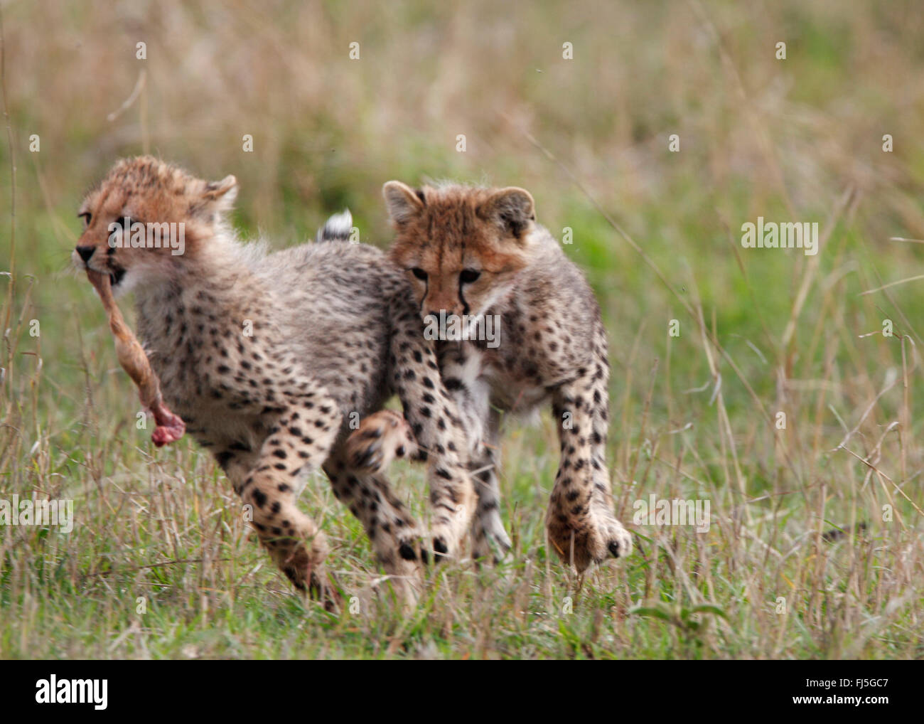 cheetah (Acinonyx jubatus), two young cheetahs, Kenya, Masai Mara ...